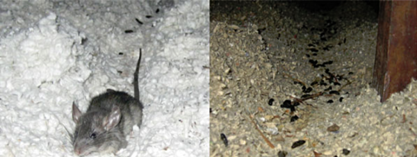 Rat Removal | Wildlife Control Specialist of Atlanta